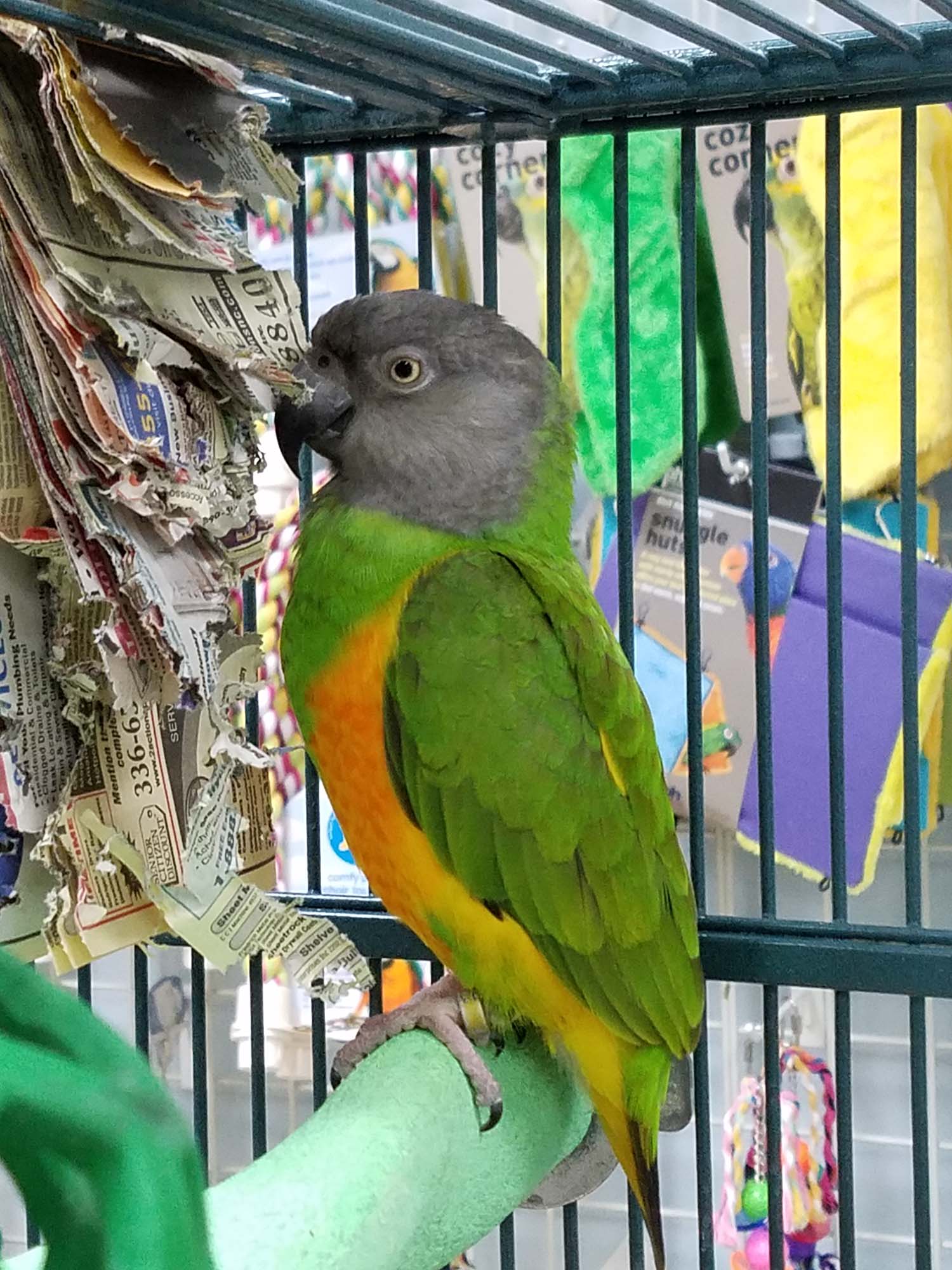 Donate - Companion Parrots Re-homed: Giving Parrots a Fresh Start