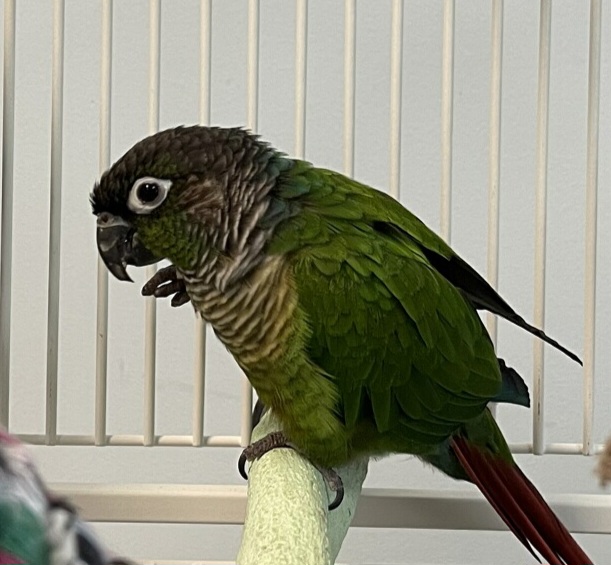 Piper - Companion Parrots Re-homed: Giving Parrots a Fresh Start